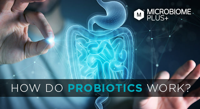 How Do Probiotic Supplements Work? – Microbiome Plus+
